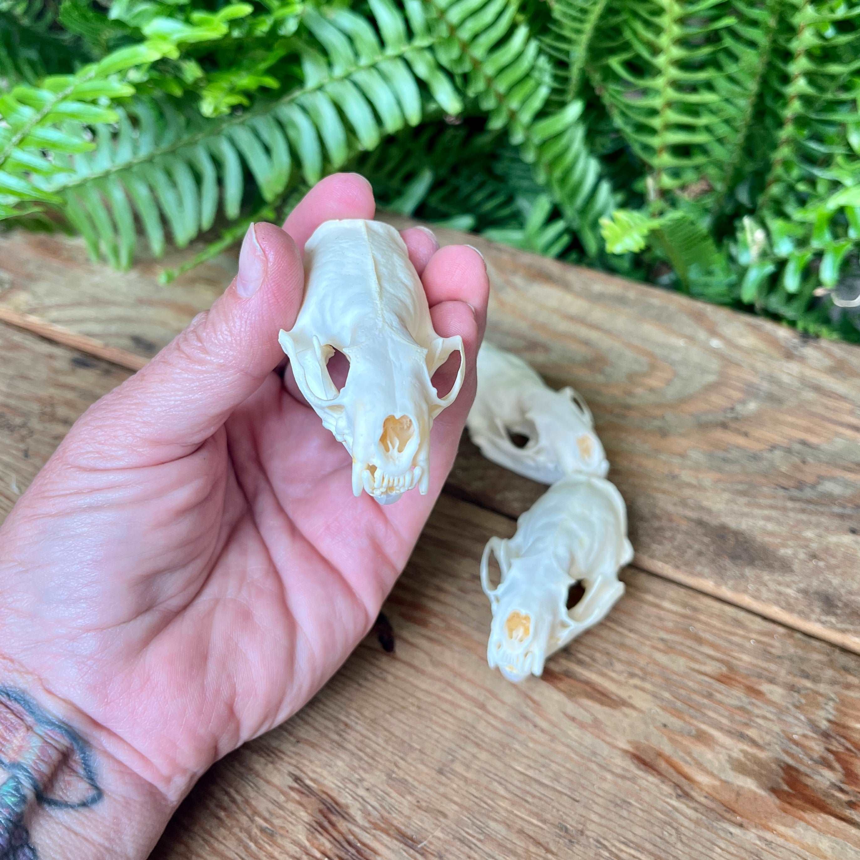 Mink Skull – Magic Fairy Candles